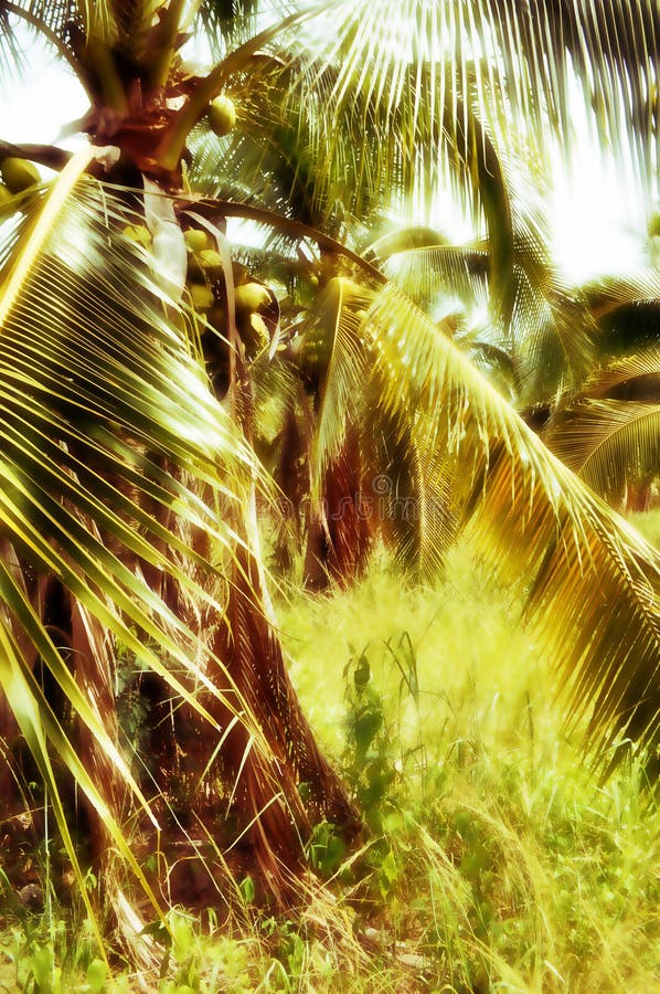Coconut Trees in the Thai Countryside Stock Photo - Image of scene ...