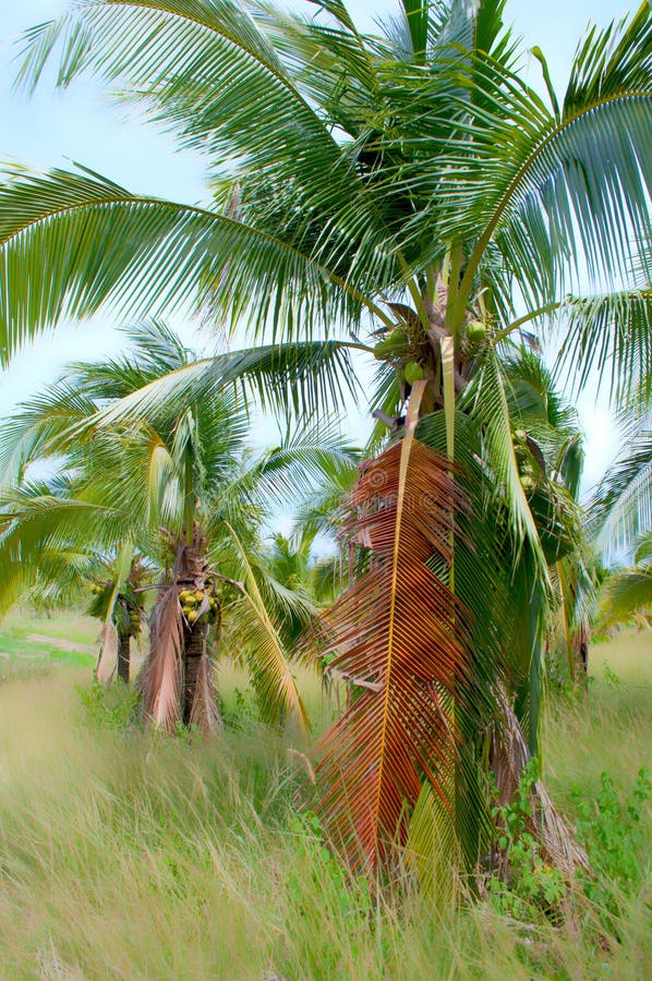 Coconut Trees in the Thai Countryside Stock Photo - Image of trees ...