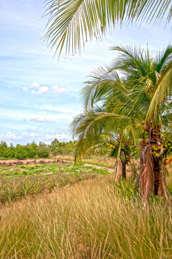 Coconut Trees in the Thai Countryside Stock Photo - Image of ...