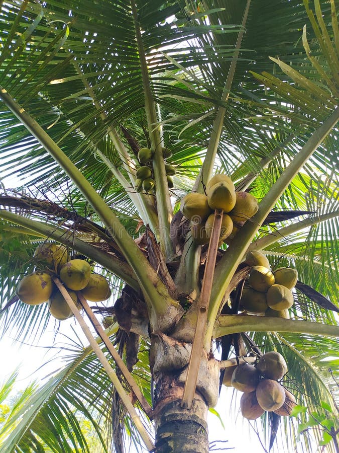 Coconut Trees that Thrive in Indonesia S Tropical Climate Stock Photo ...