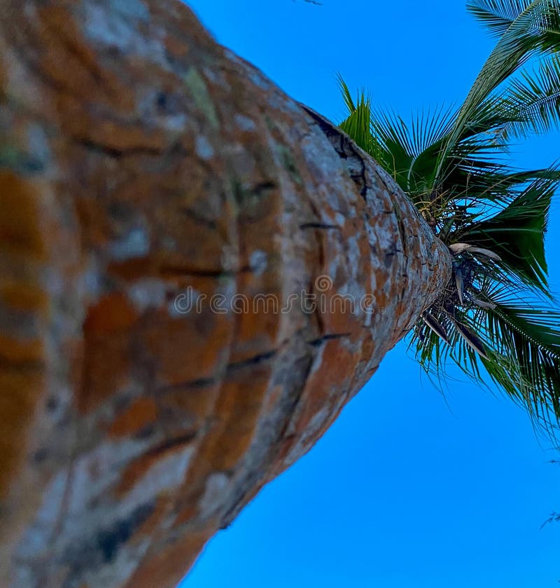 Coconut Trees Tower High on the Beach Stock Image - Image of tree, rock ...