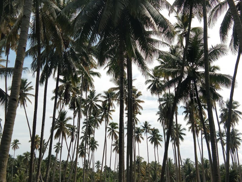 Coconut Trees that Tower High in the Sky are Beautiful Stock Image ...