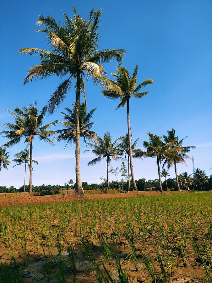 Coconut Trees Towering in the Middle of the Rice Fields Stock Image ...