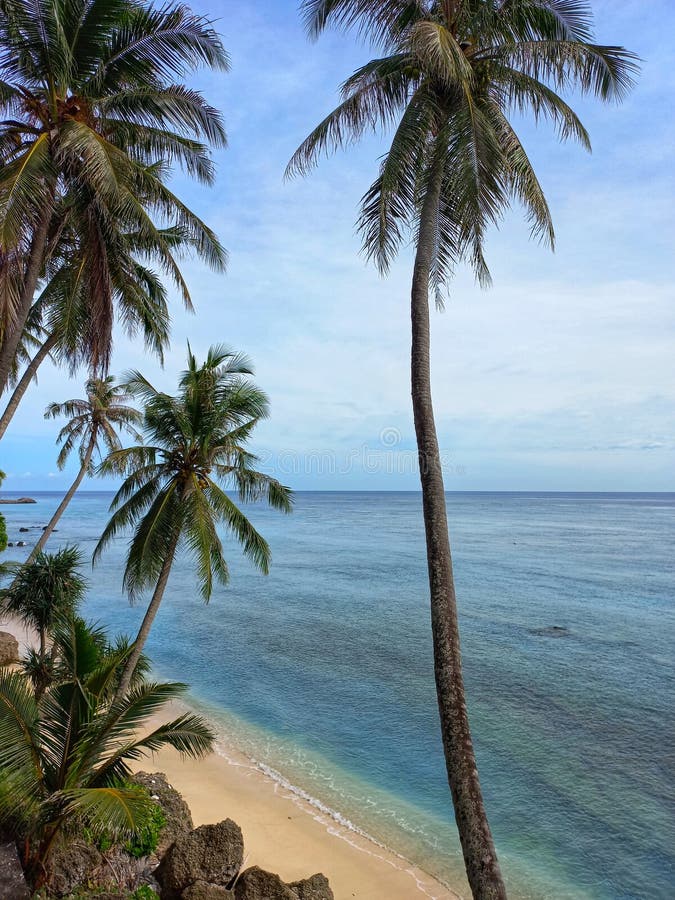 Coconut Trees Towering Over the Beautiful Beach Stock Image - Image of ...