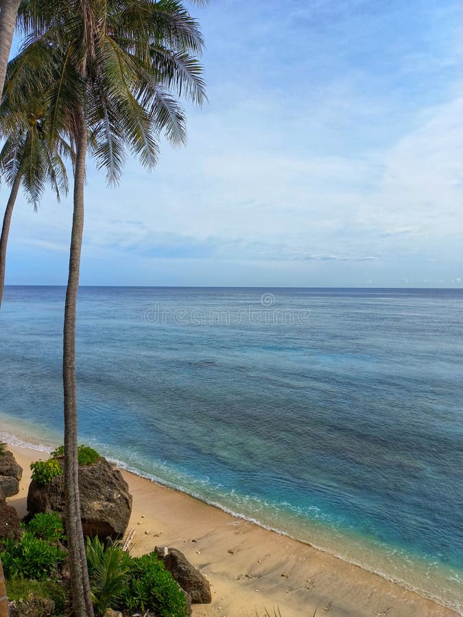 Coconut Trees Towering Over the Beautiful Beach Stock Photo - Image of ...