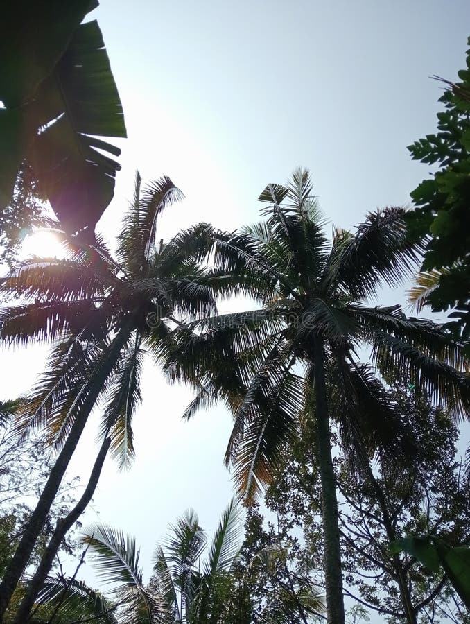 Coconut Trees Towering Under Bright Clouds Stock Photo - Image of ...