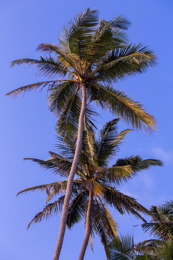 Coconut trees stock photo. Image of outdoor, jungle - 144993002