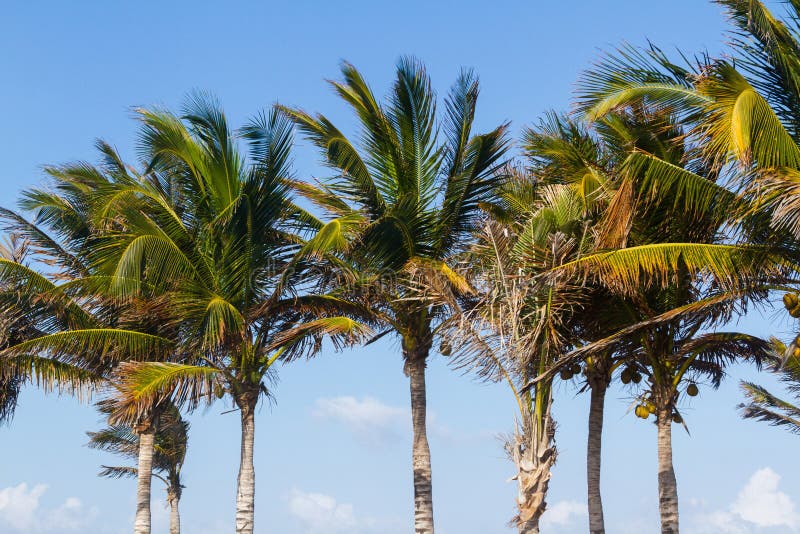 Coconut tree stock image. Image of travel, cancun, green - 285226183