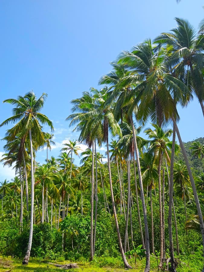 The Coconut Trees in Tropical Island Stock Image - Image of island ...