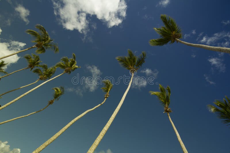 Coconut Trees Under Gray And Blue Cloudy Sky During Daytime Picture ...