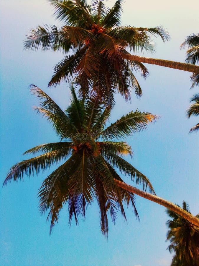 Coconut Trees on the Upper Beach Side by Side during the Day Stock ...