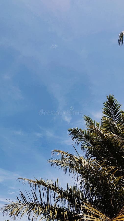 Coconut Trees are Used As Shelter when the Weather is Hot Stock Photo ...