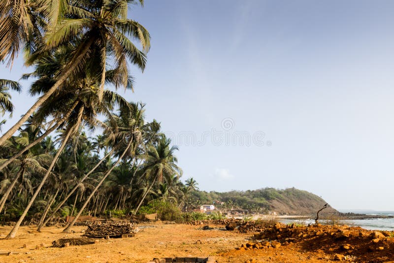 Coconut Trees at Velneshwar Beach in Maharashtra State of India Stock ...