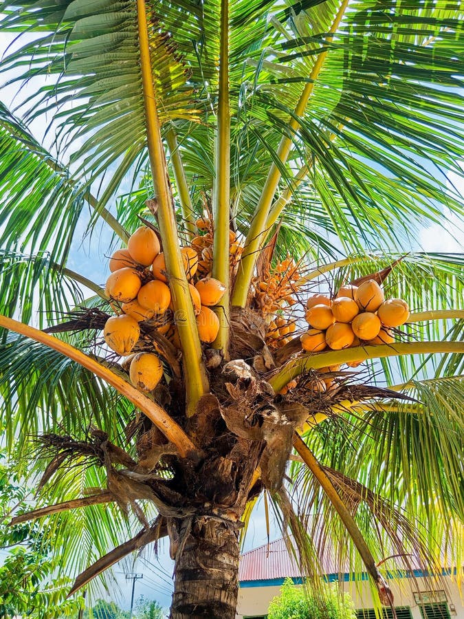 Coconut Trees in Village Garden Stock Photo - Image of good, coconut ...