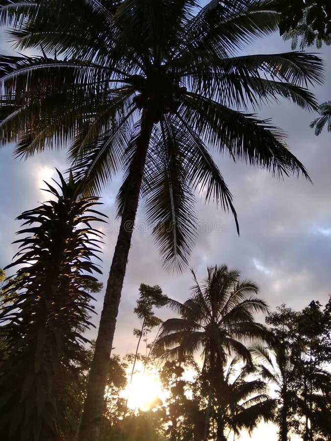 The Coconut Trees Were Towering with Other Trees Around with Bright Sun ...