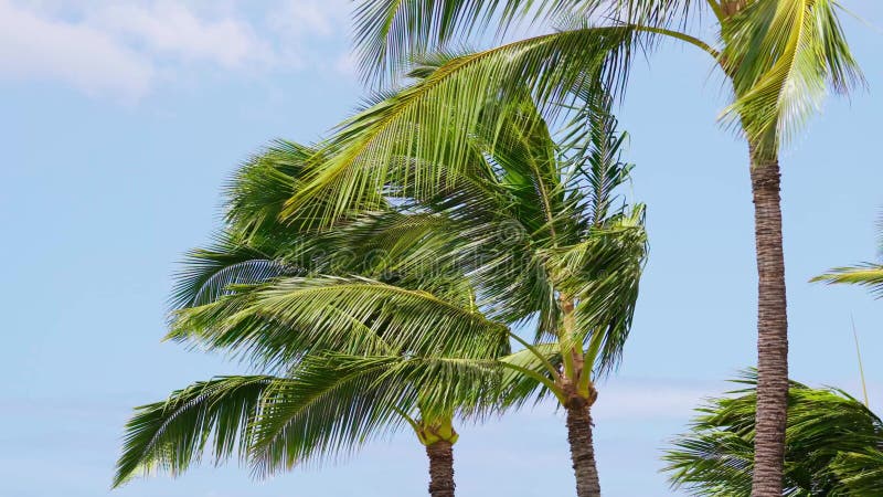 Coconut Trees in the Wind stock video. Video of coconut - 357749943