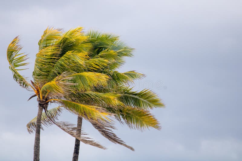 Coconut trees in the wind stock image. Image of windy - 370599979