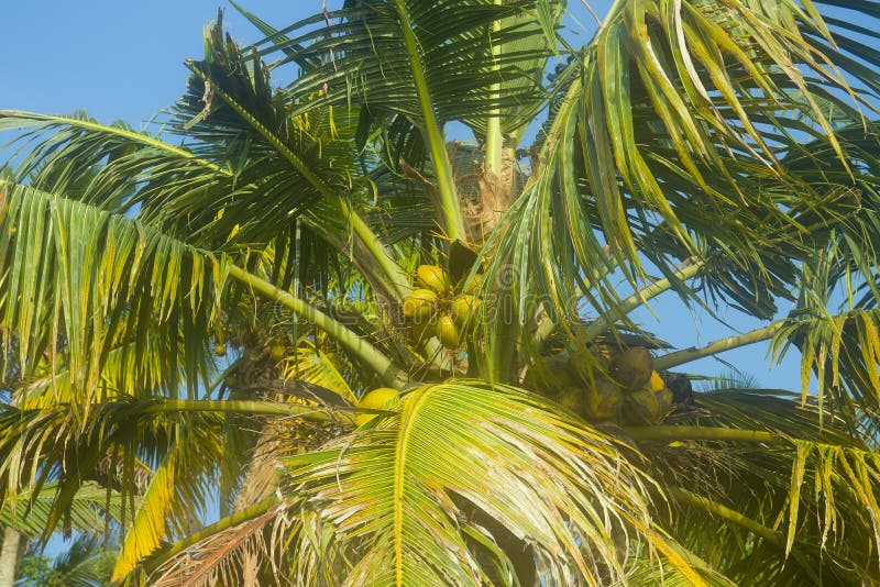 1,706 Coconut Crown Photos - Free & Royalty-Free Stock Photos from ...