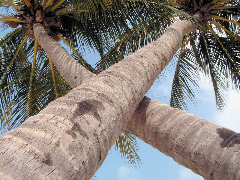 Coconut trees X stock image. Image of pals, coconut, weird - 983451
