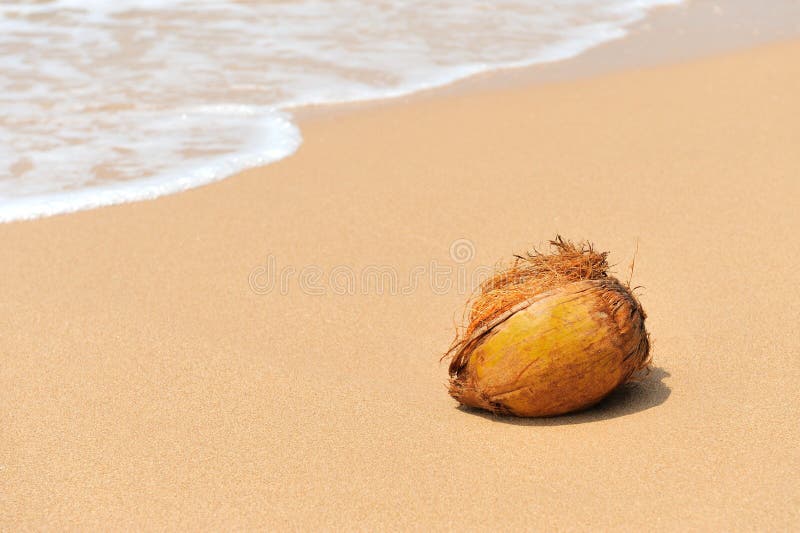 Coconut on tropical beach stock image. Image of exotic - 47661971