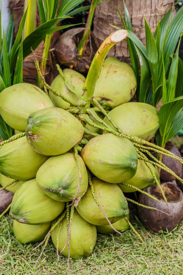 Coconut tropical fruit stock image. Image of healthy - 70273931