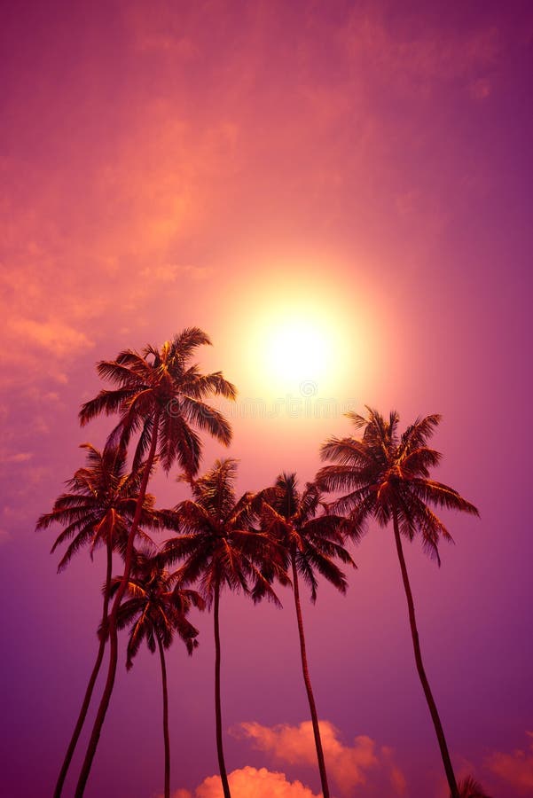 Coconut Tropical Palm Trees at Sunset Stock Image - Image of paradise ...