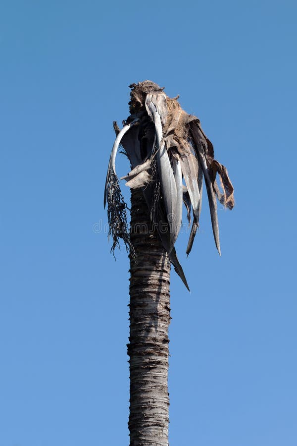 Coconut Trunk on Sky Blue, Palm Tree Trunk Single Stock Photo - Image ...