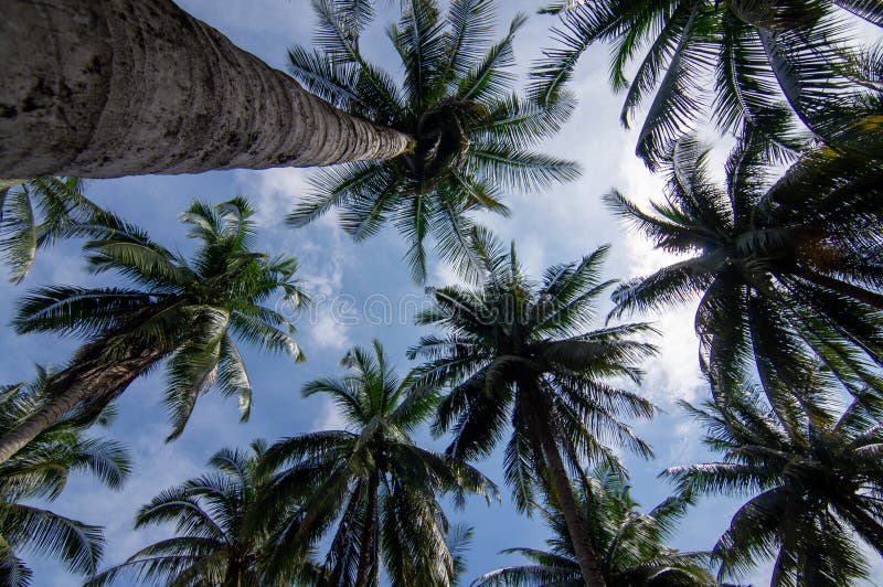 Old coconut trunk and raft stock photo. Image of paradise - 17846704