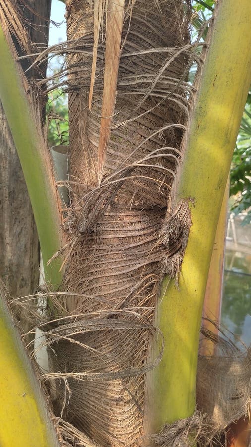 Coconut Trunks, Coconut Trees, Coconut Leaves, Coconuts, Plants Stock ...
