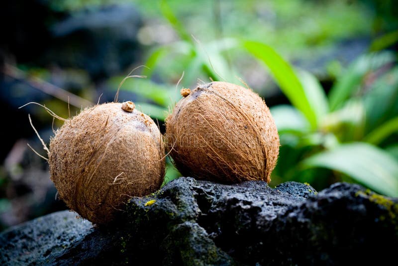 Coconut, Two Coconuts on a Rock in Hawaii Stock Photo - Image of stick ...