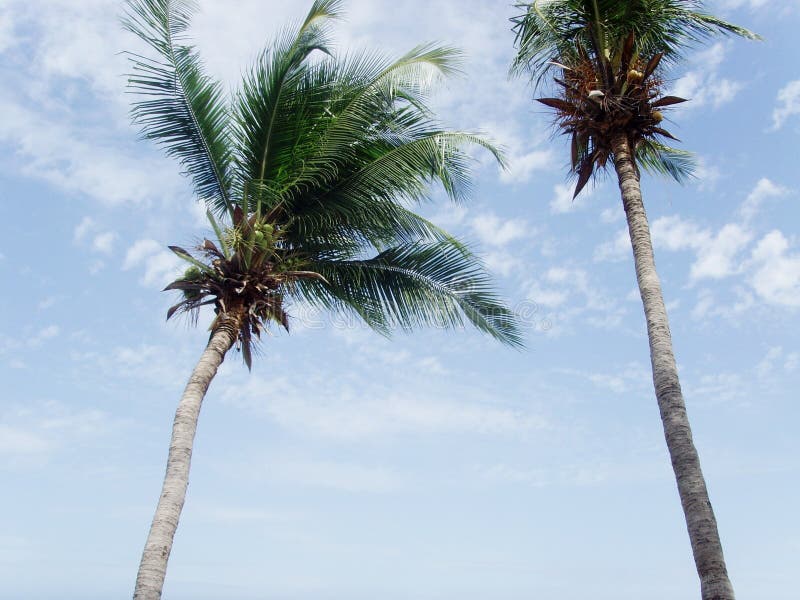 Coconut stock image. Image of beach, nature, twin, tree - 44257867