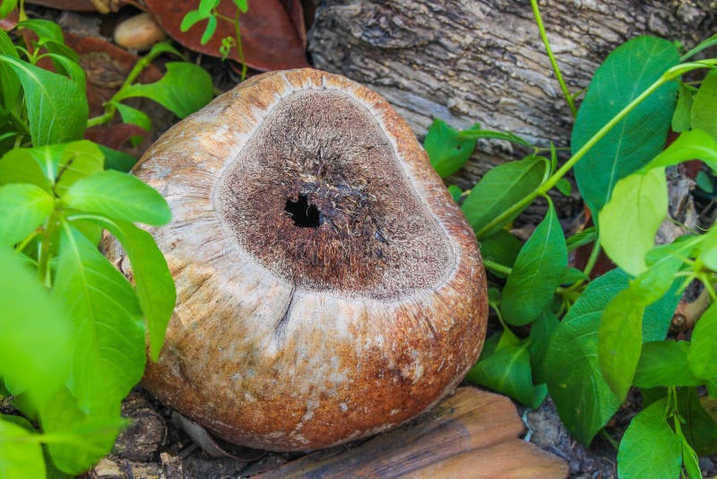 Coconut stock image. Image of exotic, closeup, gourmet - 41756745