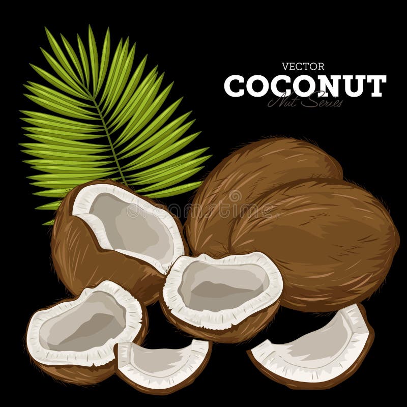 Coconut , Vector. stock vector. Illustration of milk - 65328624