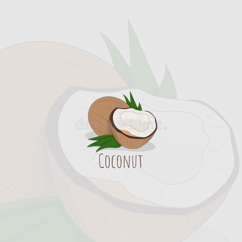 Coconut Vector Illustration with Coconut Leaf Design for Restaurant ...
