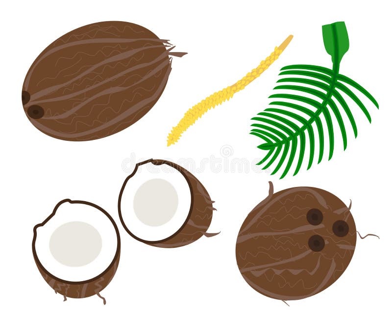 Coconut Vector Stock Illustrations – 74,645 Coconut Vector Stock ...