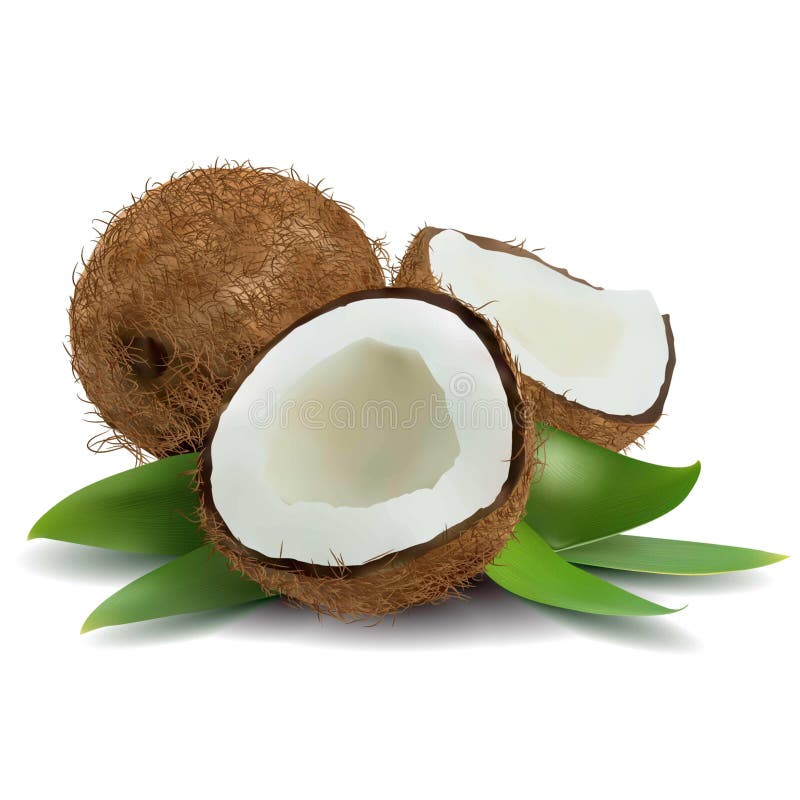 Coconut Stock Illustrations – 268,653 Coconut Stock Illustrations ...