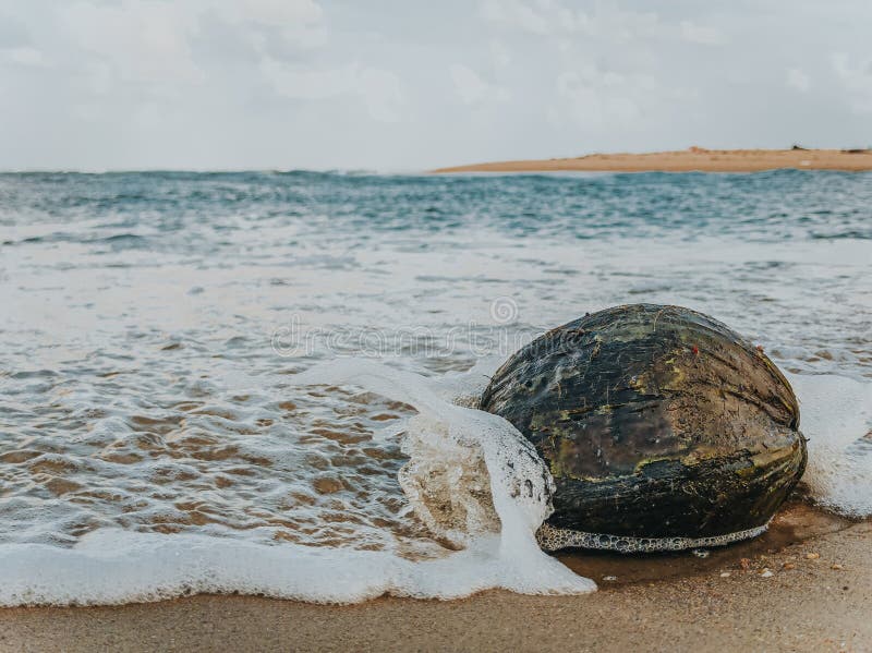 A Coconut that Was Hit by the Waves Stock Photo - Image of scenery ...