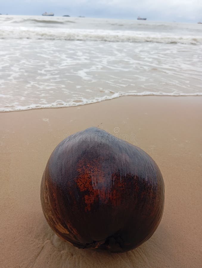 Coconut Washed Away stock photo. Image of washed, beach - 339971956