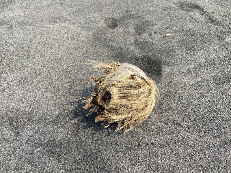 A Coconut Washed Up on the Beach with a Very Damaged Shape Stock Image ...