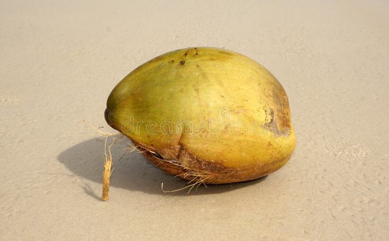 Coconut Washed Up on the Shore of the Ocean Wave. Stock Image - Image ...
