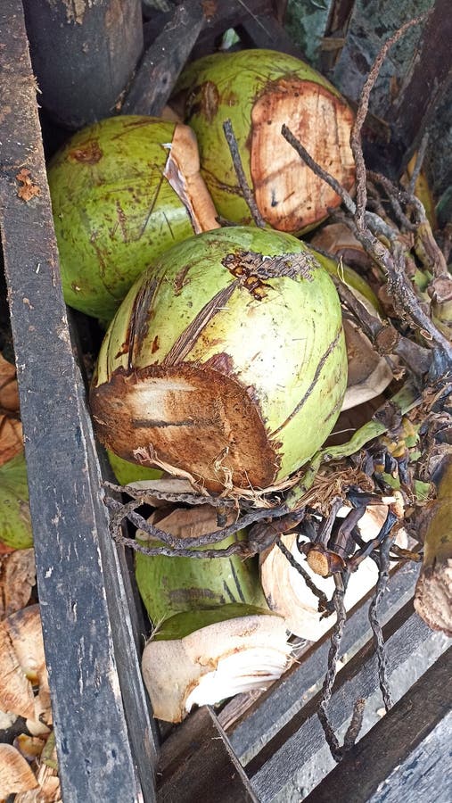 Coconut Waste Piled Up in the Garbage Container Stock Photo - Image of ...