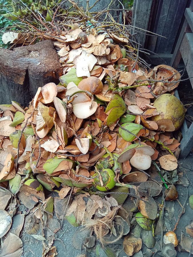 Coconut Waste that Will Be Dried in the Sun To Dry for Cooking Stock ...