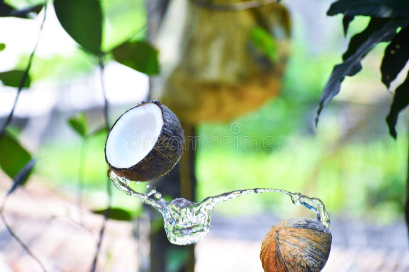 Coconut water splash stock image. Image of twig, nature - 181022965