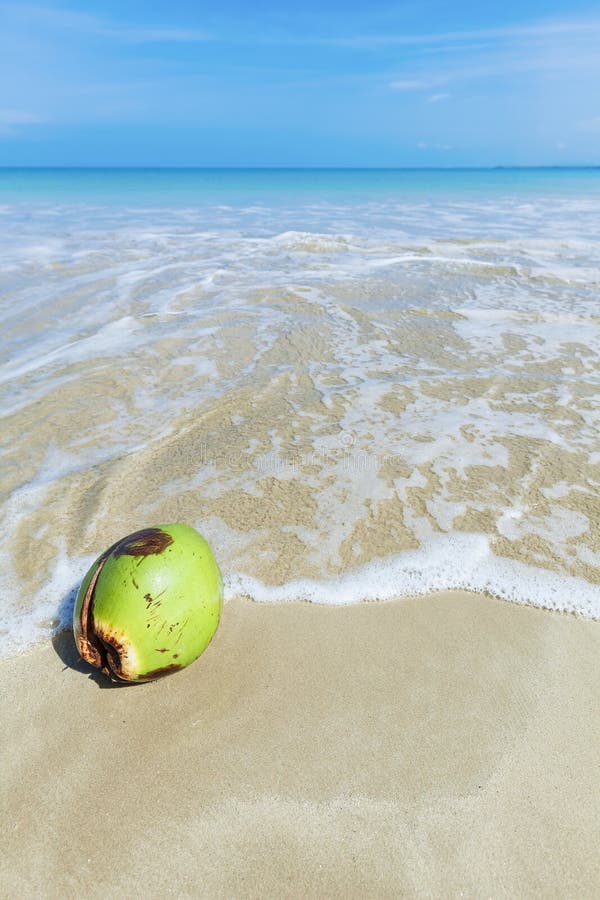 Coconut in a wave line stock image. Image of relaxation - 27194121