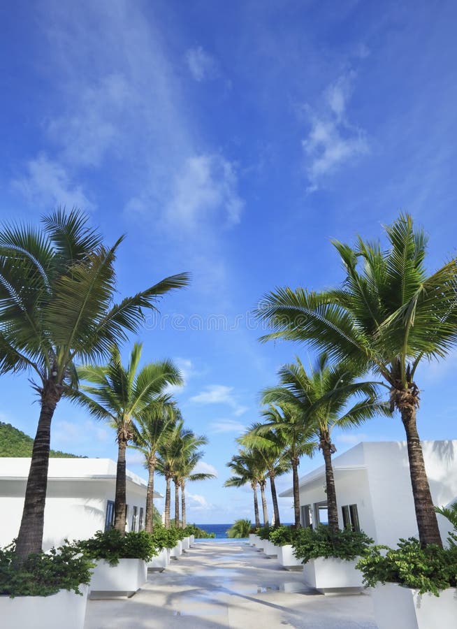 Coconut way to beach stock photo. Image of decor, modern - 10397146
