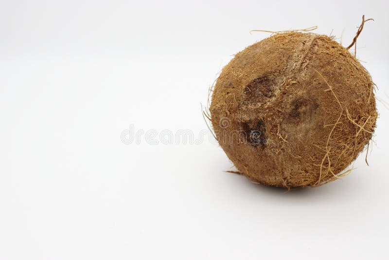 Coconut on White Background Stock Photo - Image of hard, composition ...