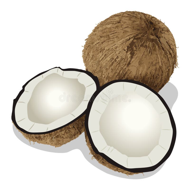 Copra Stock Illustrations – 178 Copra Stock Illustrations, Vectors ...