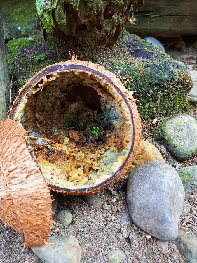 Coconut Whose Content Have Rotted Stock Image - Image of food, rotted ...
