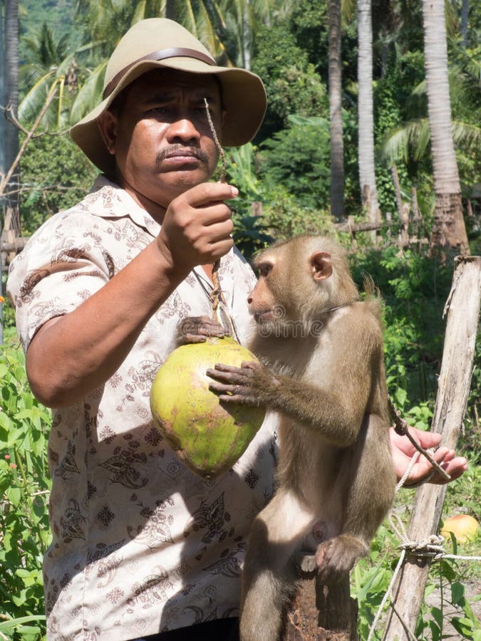 Coconut working monkey editorial image. Image of tethered - 63873905