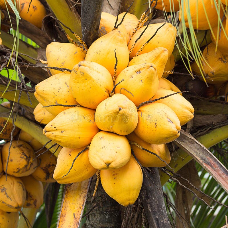 Coconut yellow. stock photo. Image of rural, vegetable - 34636422
